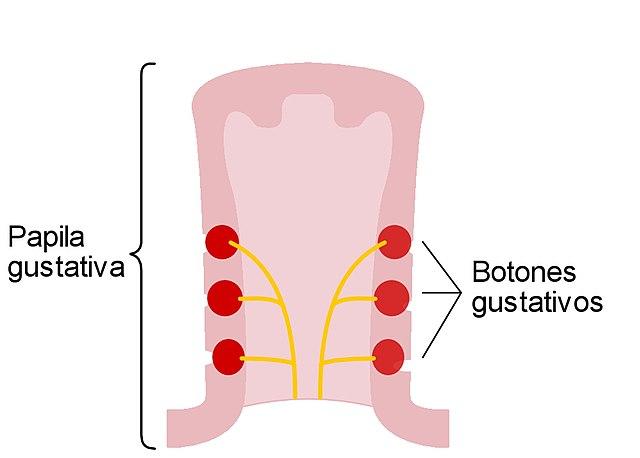 Sentido del gusto: tipos de sabores, receptores y percepción