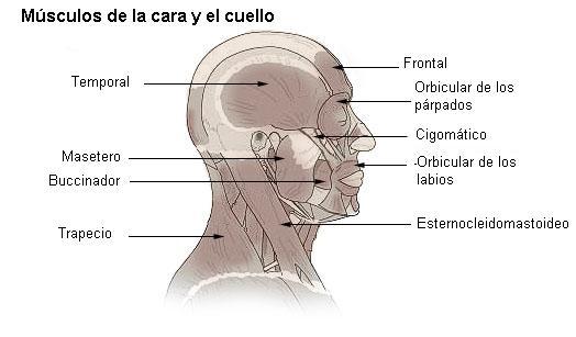 Cuello humano: anatomía