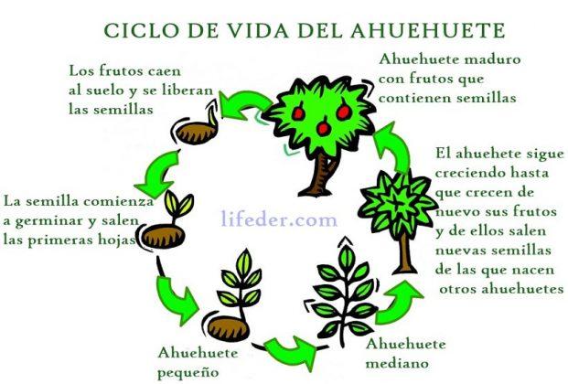 Ahuehuete: su ciclo de vida, hábitat, morfología y significado