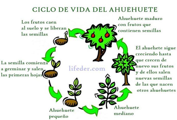 Ahuehuete: su ciclo de vida, hábitat, morfología y significado