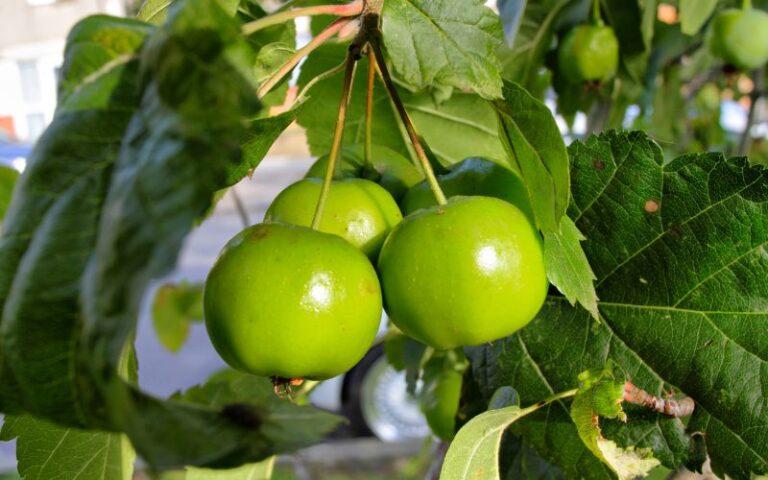 10 propiedades del borojó para la salud física y mental