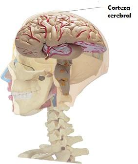 Núcleo caudado: características, función y alteraciones
