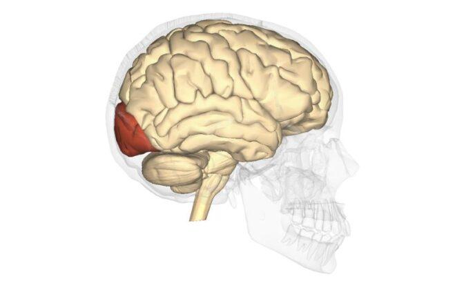 Lóbulo occipital: qué es, características, funciones y lesiones