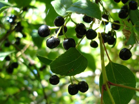 Maqui: 15 propiedades y composición nutricional