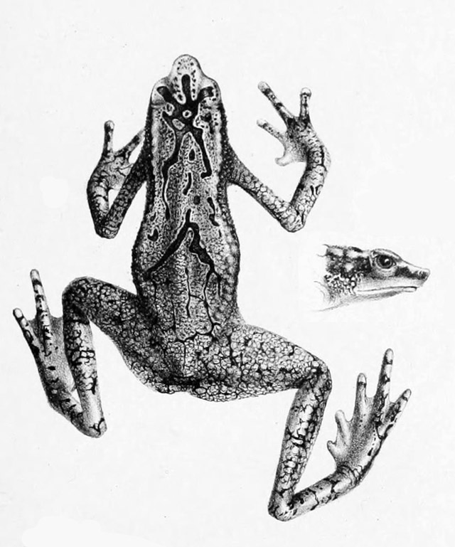 30 Animales en Peligro de Extinción en Venezuela