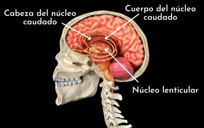 Núcleo lenticular: qué es, características, anatomía y funciones