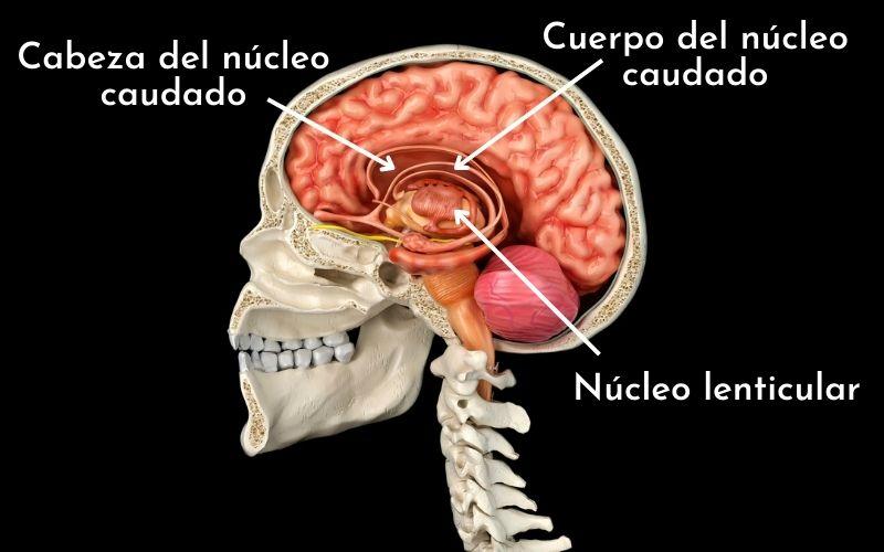 Nucleo En Que Parte Del Cuerpo