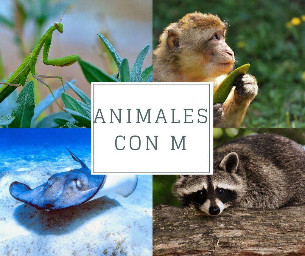 Lista de animales con la letra M