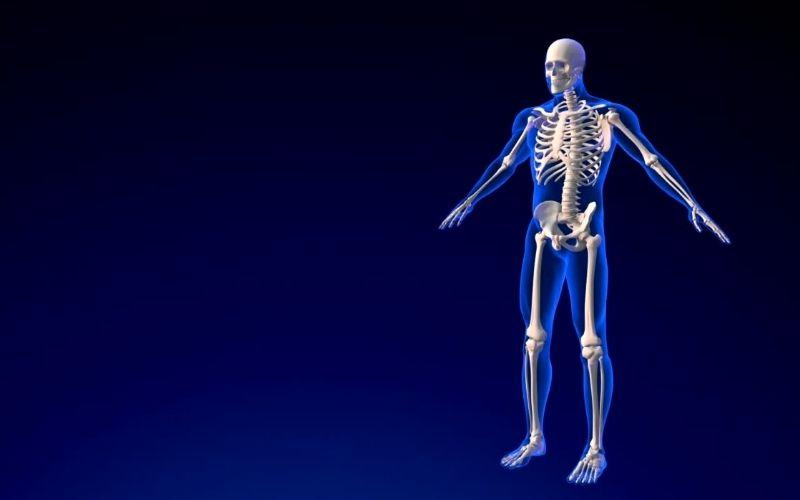 Endoesqueleto: qué es, partes, funciones y evolución