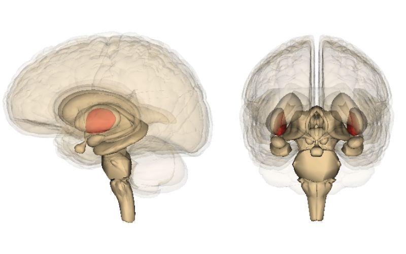 Globo pálido: qué es, características, anatomía, partes y funciones