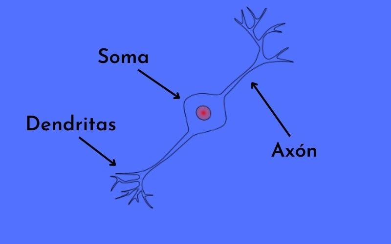 Neurona Bipolar Qué Es Partes Localización Y Funciones