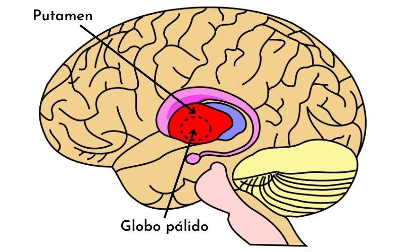 Putamen: qué es, características, funciones, enfermedades asociadas