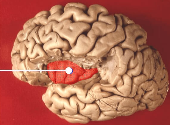 Lóbulos cerebrales: qué y cuáles son, características, funciones