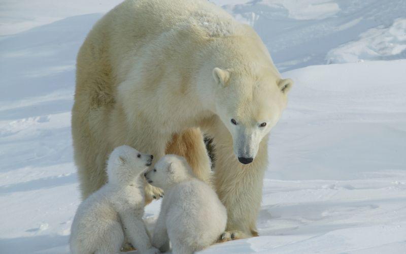 Homeotermos (animales): qué son, características y ejemplos