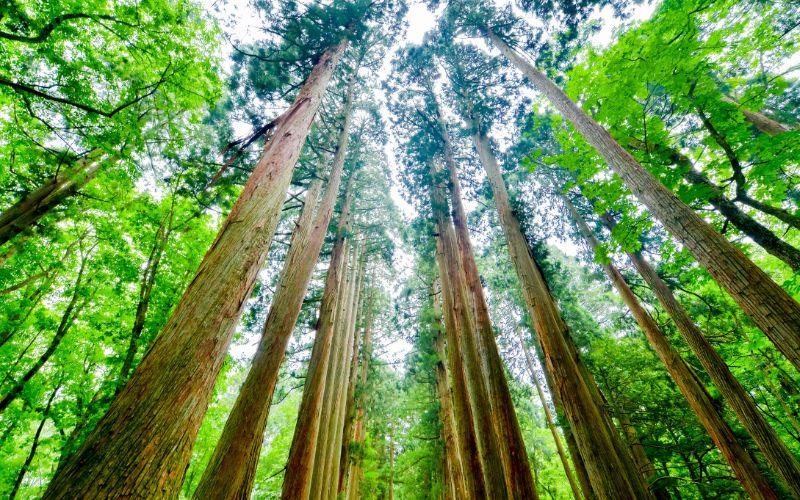 Plantas maderables: qué son, tipos y ejemplos