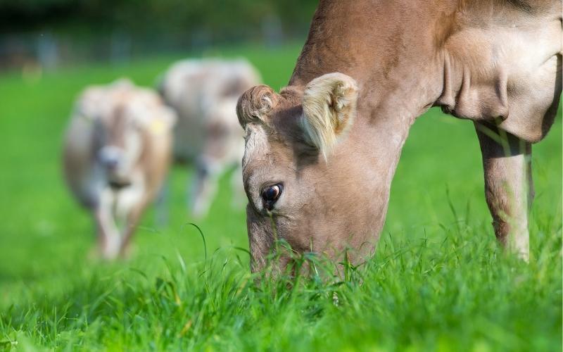 Consumidor Primario CONSUMIDORES SECUNDARIOS: Qué Son Y Ejemplos