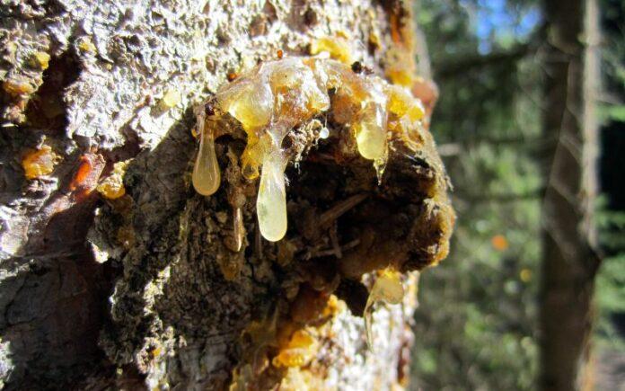 ¿Qué es la savia bruta?