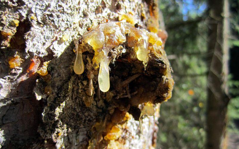 ¿Qué es la savia bruta?