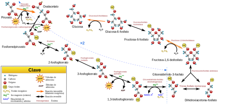Gluconeogénesis: qué es, características, etapas (reacciones ...