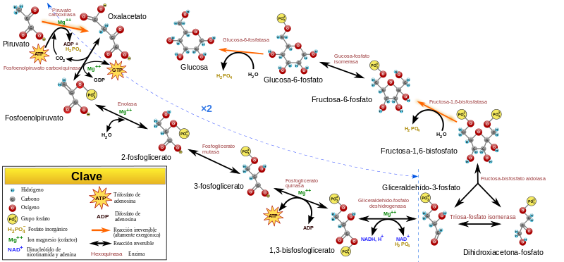 Gluconeogénesis: qué es, características, etapas (reacciones ...