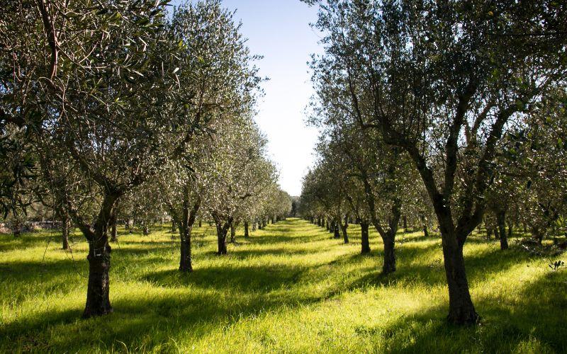 Organismos productores: qué es, características, tipos, ejemplos
