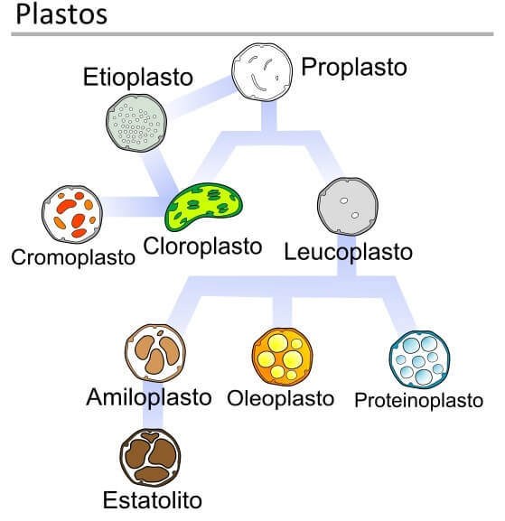 Leucoplastos: características, tipos y funciones