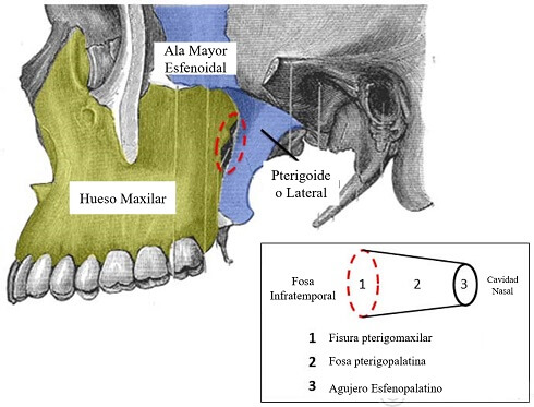 Anatomía De La Fosa Infratemporal La Fosa Infratemporal • Vídeo