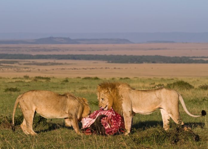 13 Animales Descomponedores y sus Características