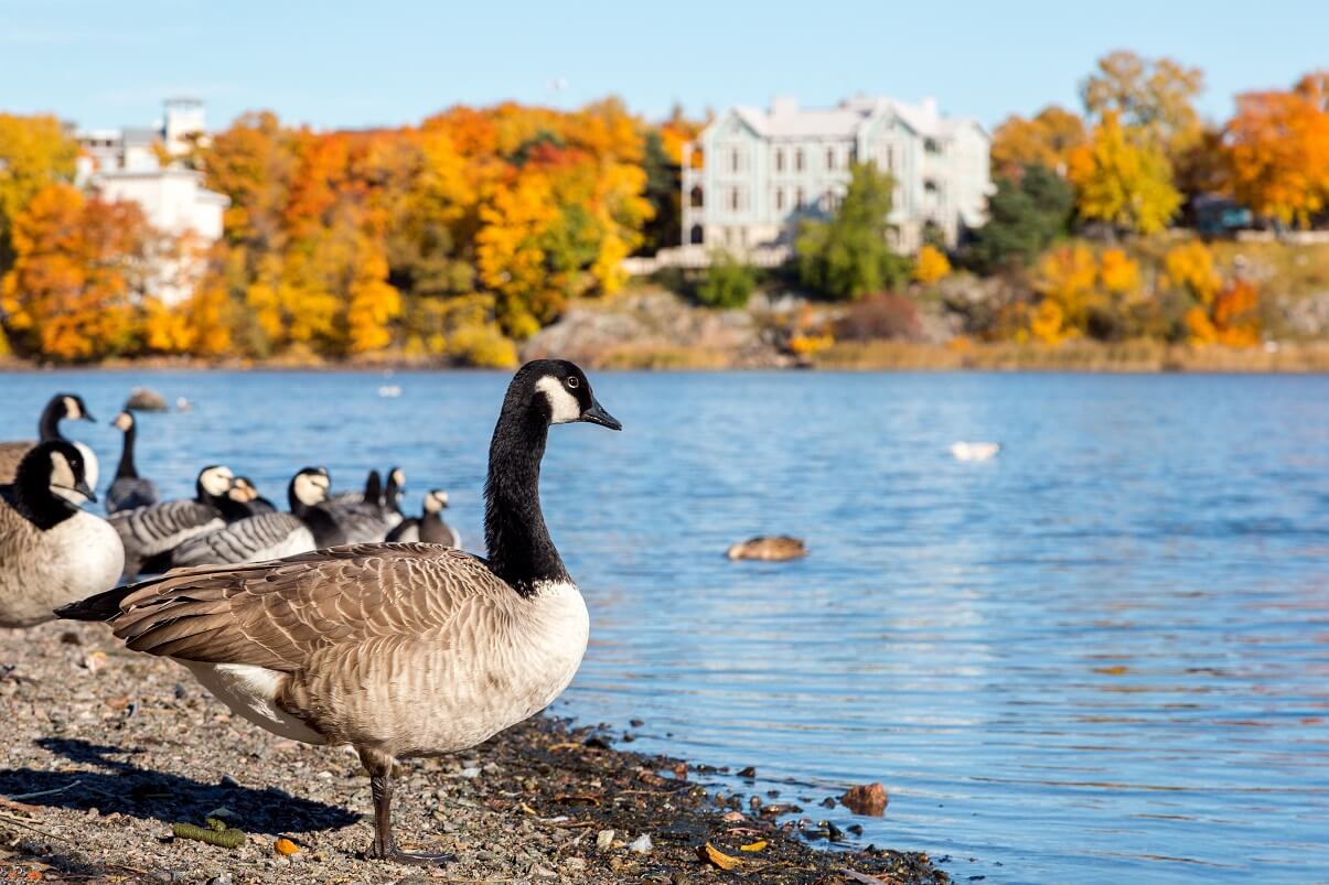 Las 8 Características del Otoño Más Importantes