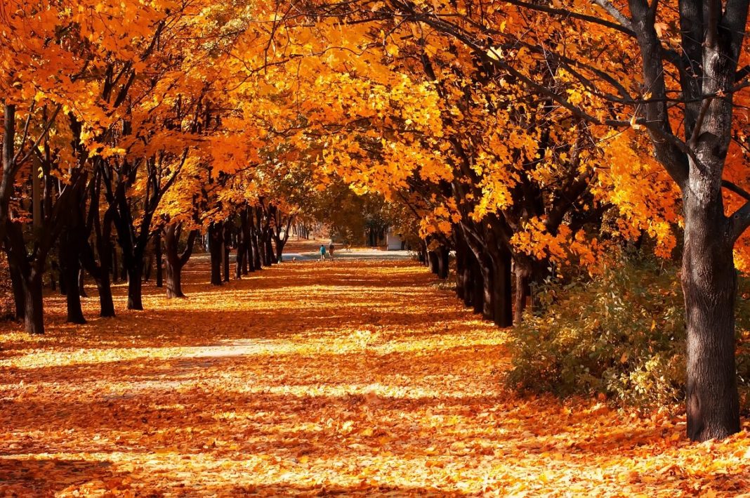Las 8 Características del Otoño Más Importantes