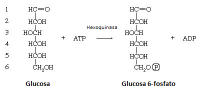 ¿Qué es la Hexoquinasa? - Lifeder
