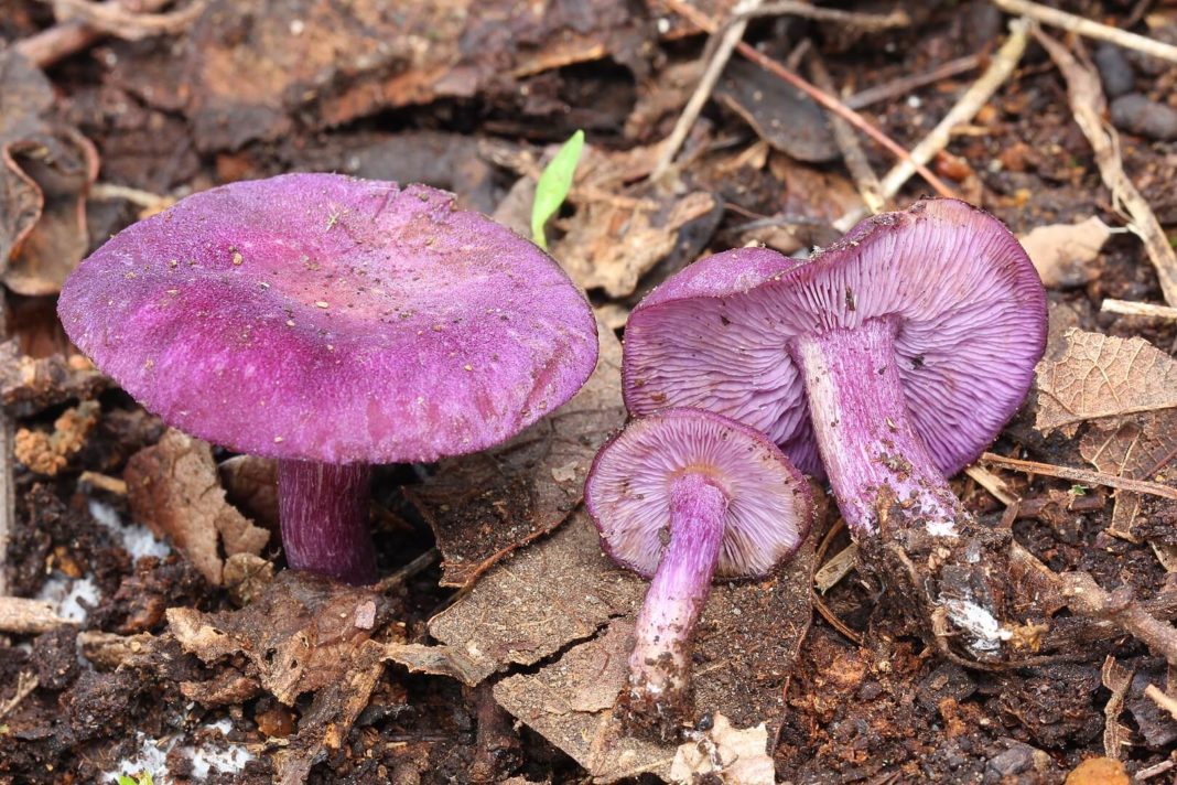 9 Hongos en Peligro de Extinción en México