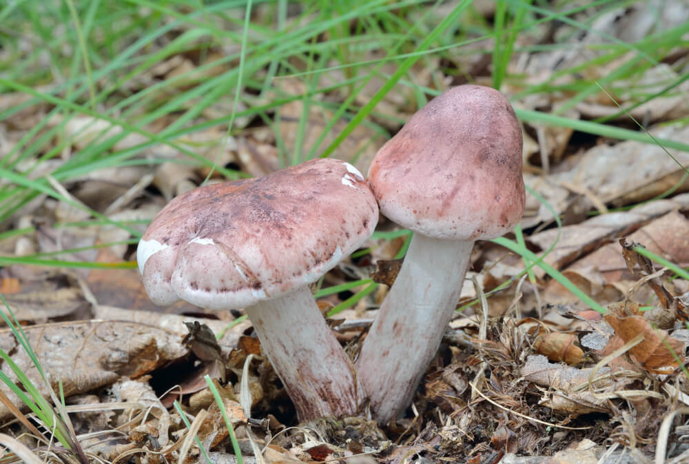 9 Hongos en Peligro de Extinción en México