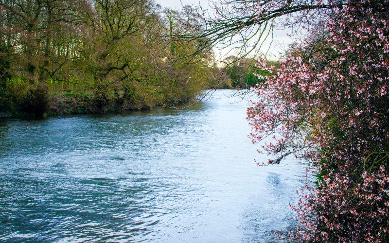 Ecosistema De Lagos Y Estanques