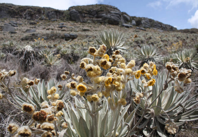 Plantas en peligro de extinción en Venezuela