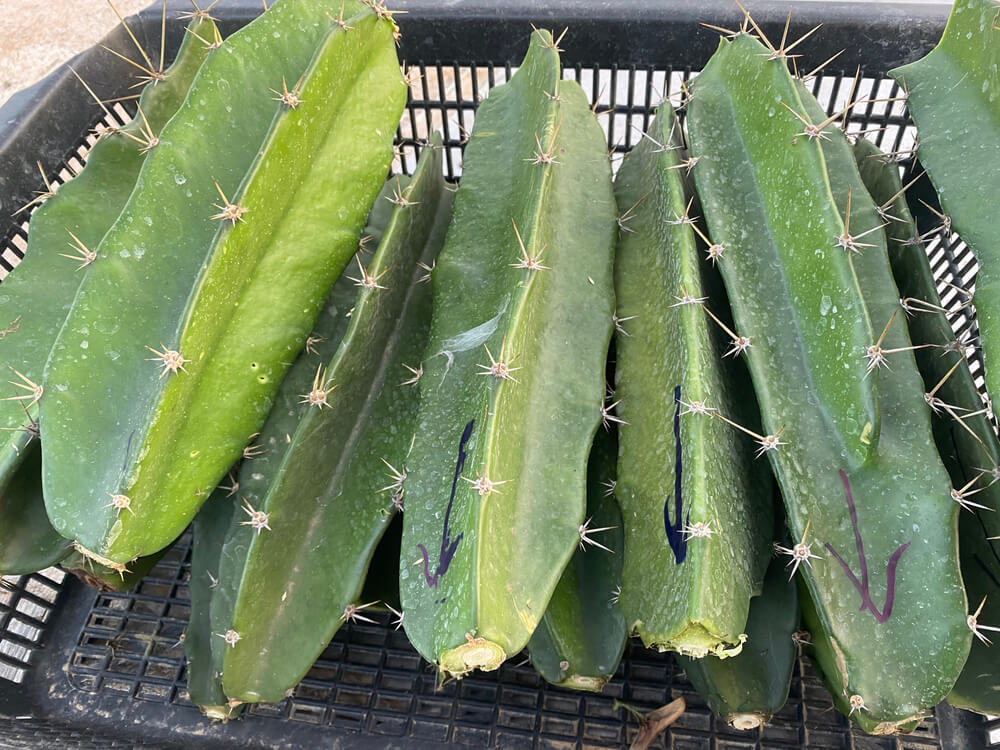 Comida típica de Tamaulipas: los 25 platos más populares