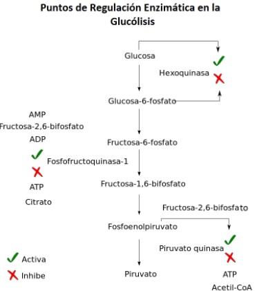 Glucólisis Fases Y Funciones Lifeder