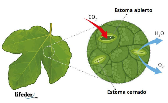 Estomas (plantas): funciones, estructura y características