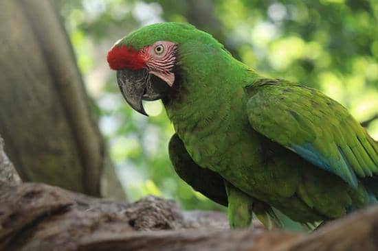 10 Animales de la Región Litoral del Ecuador