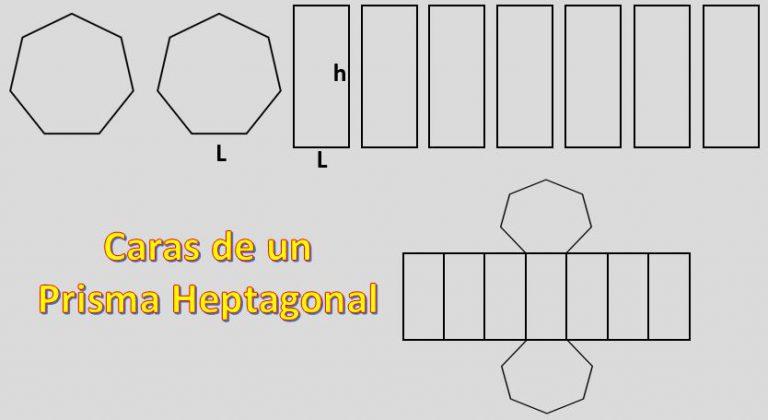 Prisma heptagonal: qué es, características, volumen, área, lados