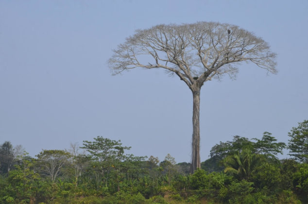 Fauna y Flora de la Región Amazónica