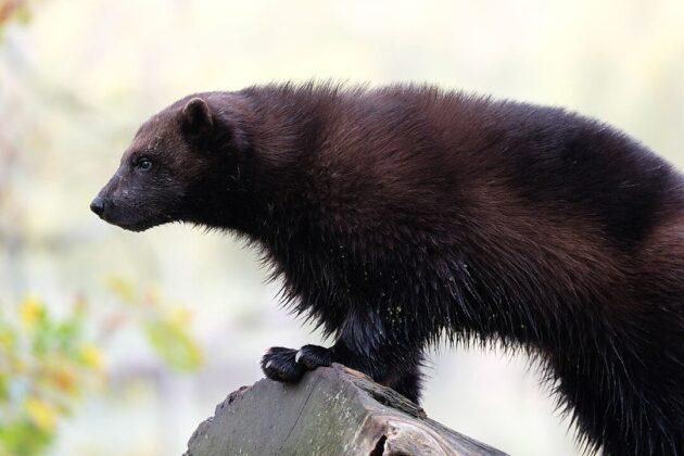 Los 19 Animales de Europa Más Representativos