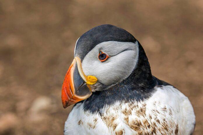 Los 19 Animales de Europa Más Representativos