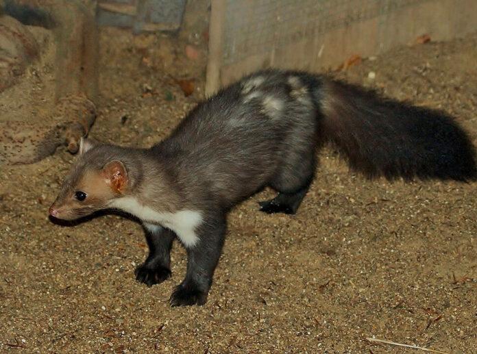 Los 19 Animales de Europa Más Representativos