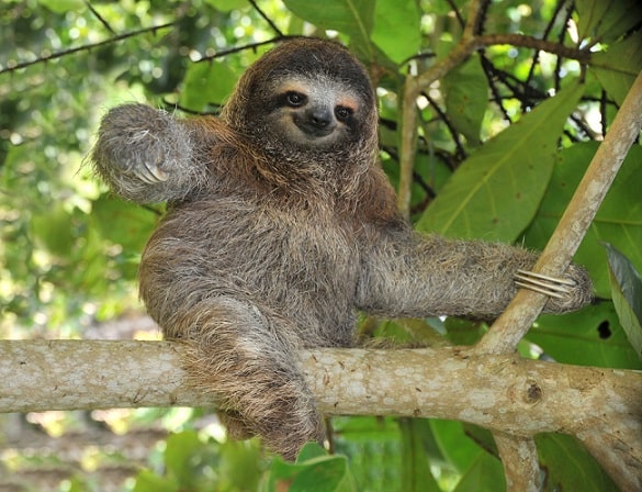 Animales En La Selva Tropical