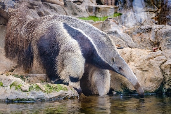 Animales del Amazonas: 30 especies raras y peligrosas