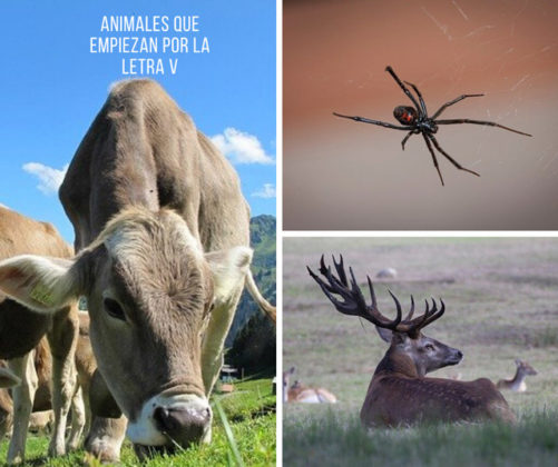 Lista de 22 animales que empiezan con V