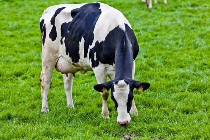 Que Comen Los Animales Herbivoros Donde Viven Como Nacen