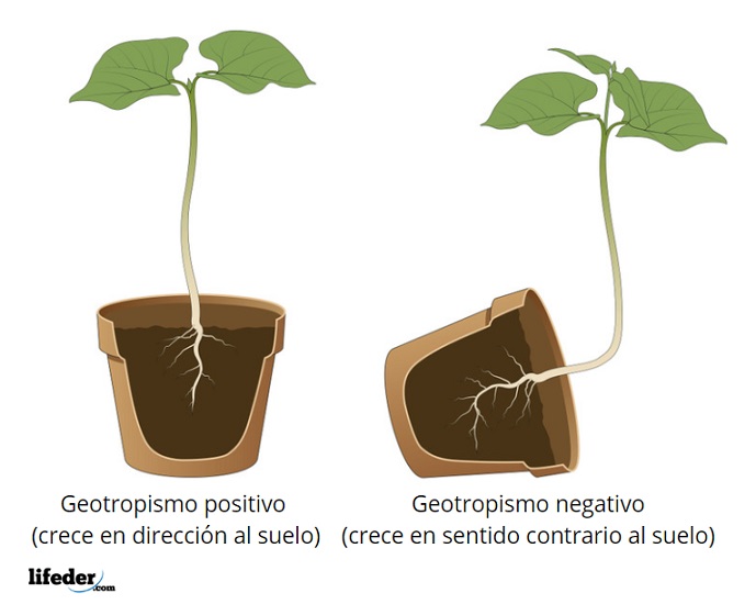 Geotropismo Ejemplos CENTRO EDUCATIVO "EL GRILLOTE" PREESCOLAR Y