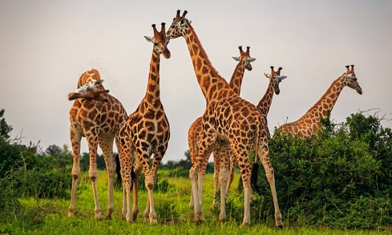 Flora y fauna de África: especies representativas